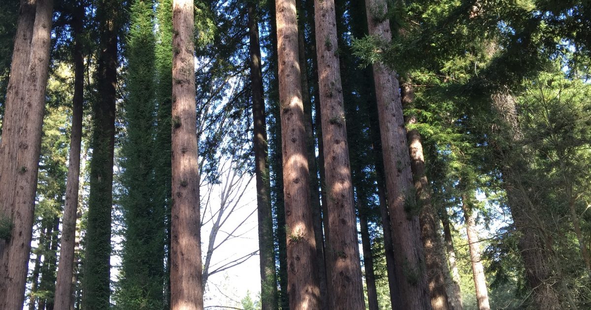 The Redwood Savior: My Lupus Journey Among the Trees