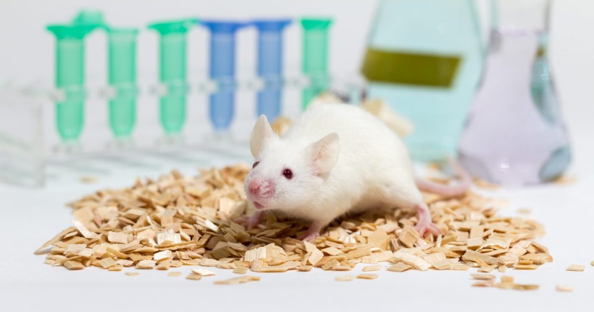 Hypertension in Mice with Lupus May Be Caused by White Blood Cells